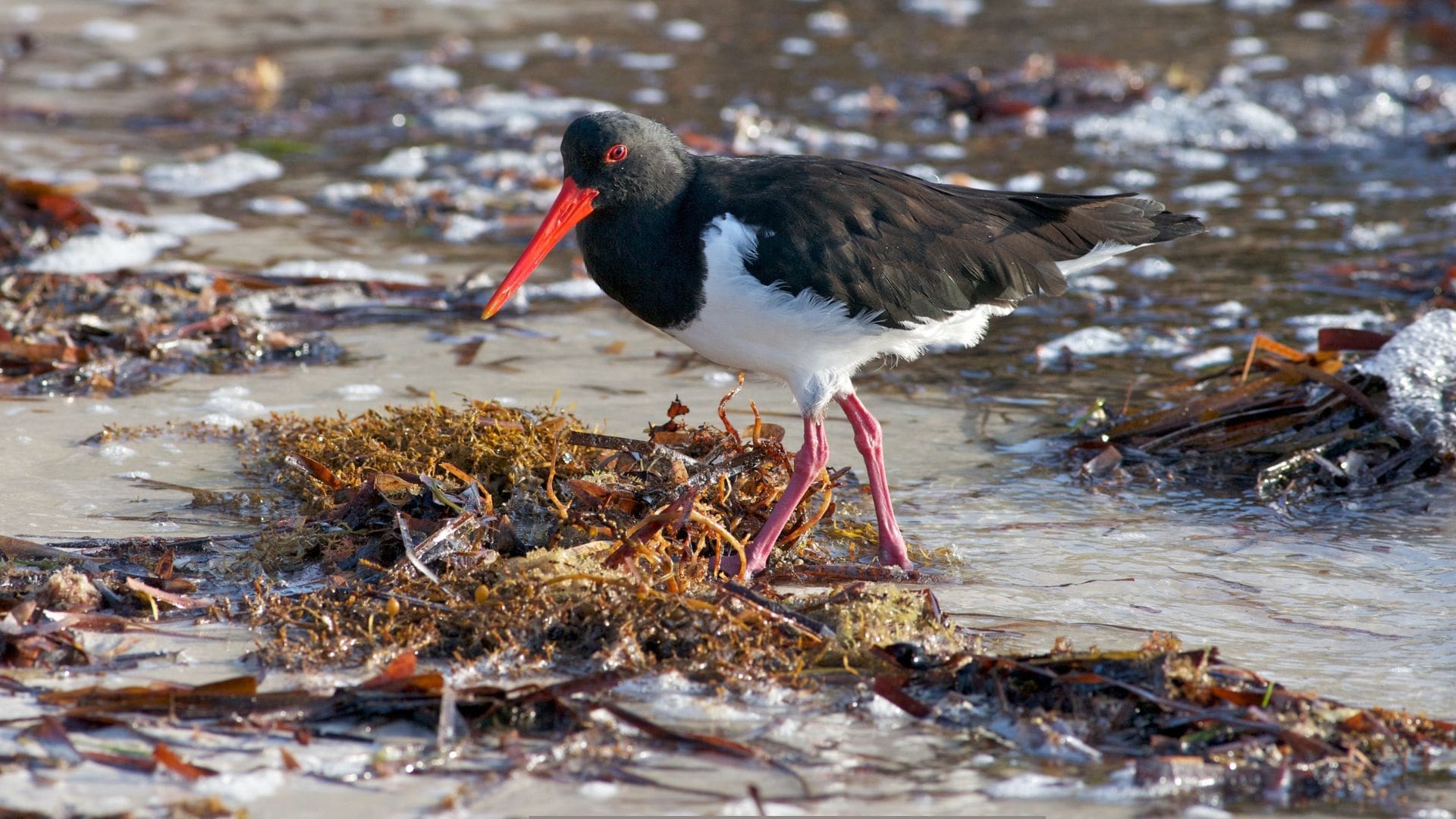 Birds in the Faroe Islands - Visit Torshavn