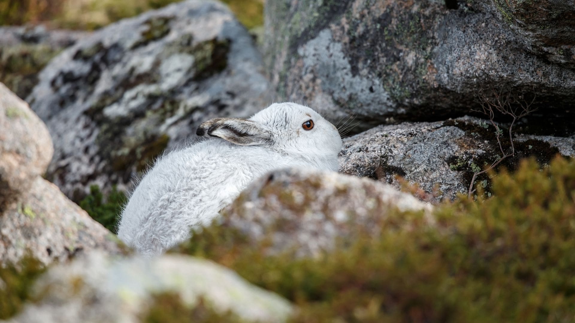 Hare hunting in the Faroe Islands - Visit Torshavn