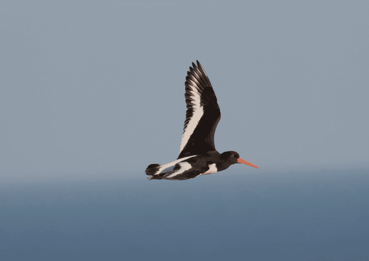 Birds in the Faroe Islands - Visit Torshavn